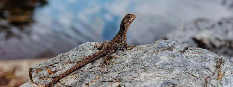 How to Get a Reptile Licence - Lawpath