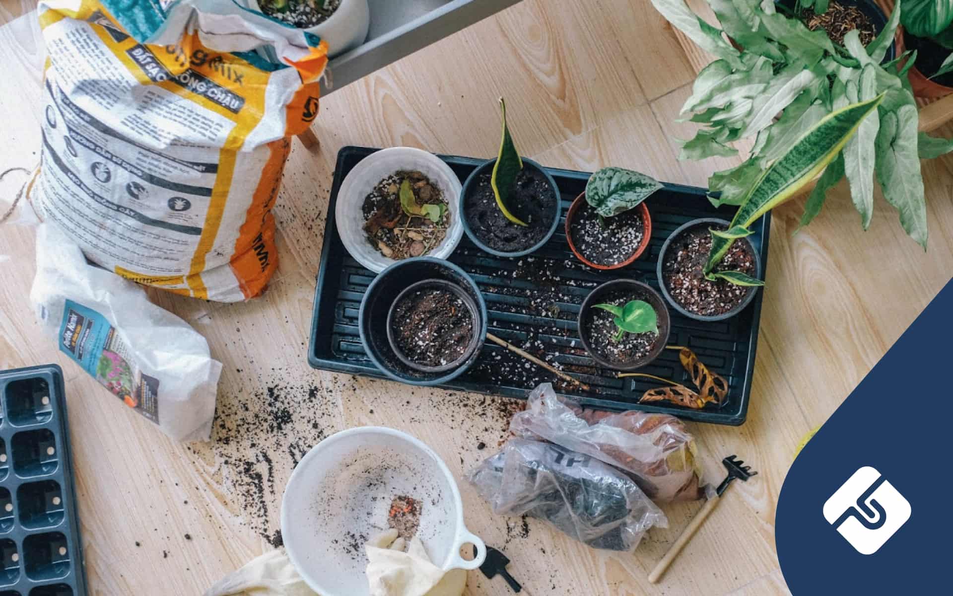 How To Start A Plant Nursery Business How To Start A Plant Nursery Business